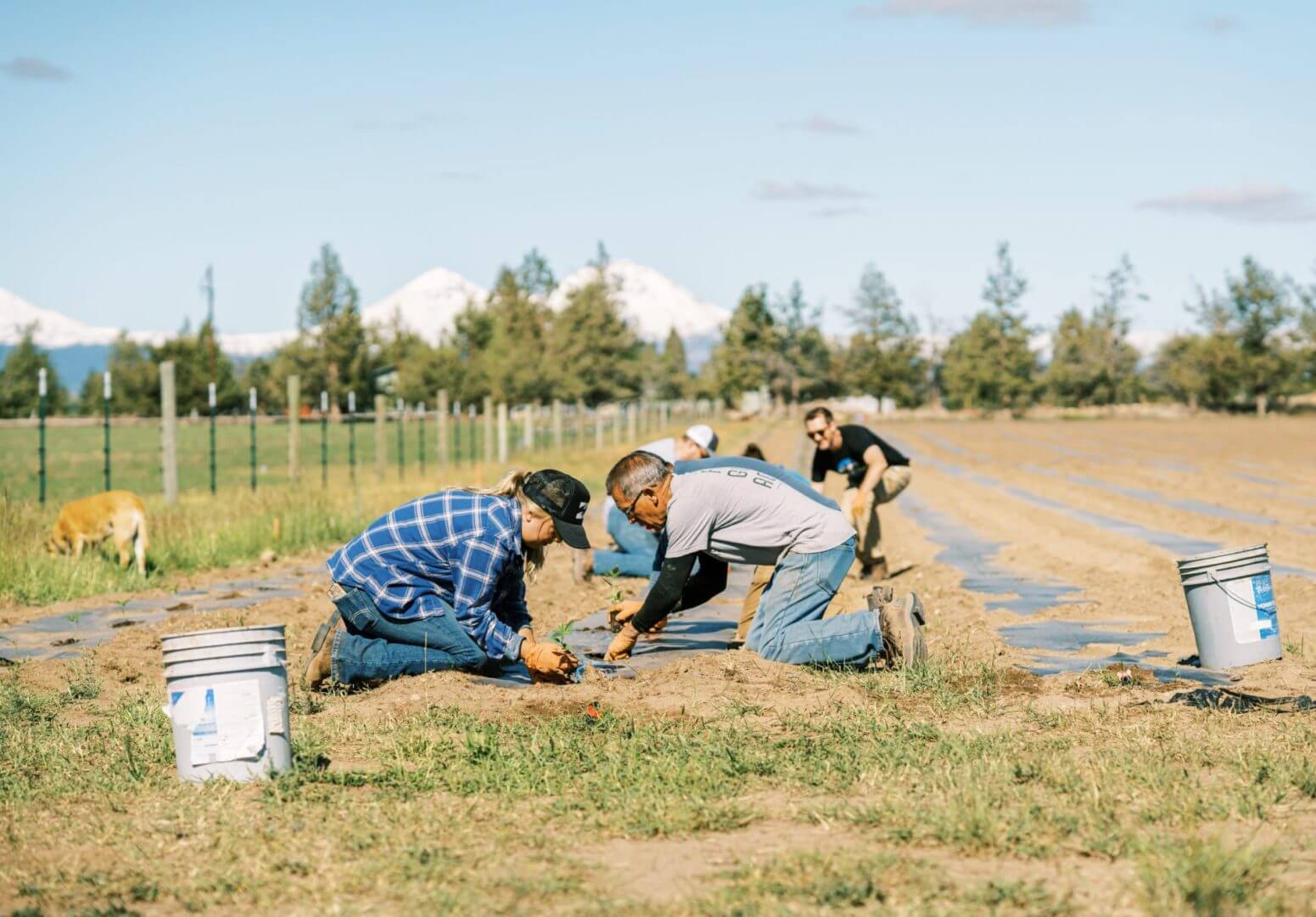 Mission Farms CBD – Buy Premium CBD Products